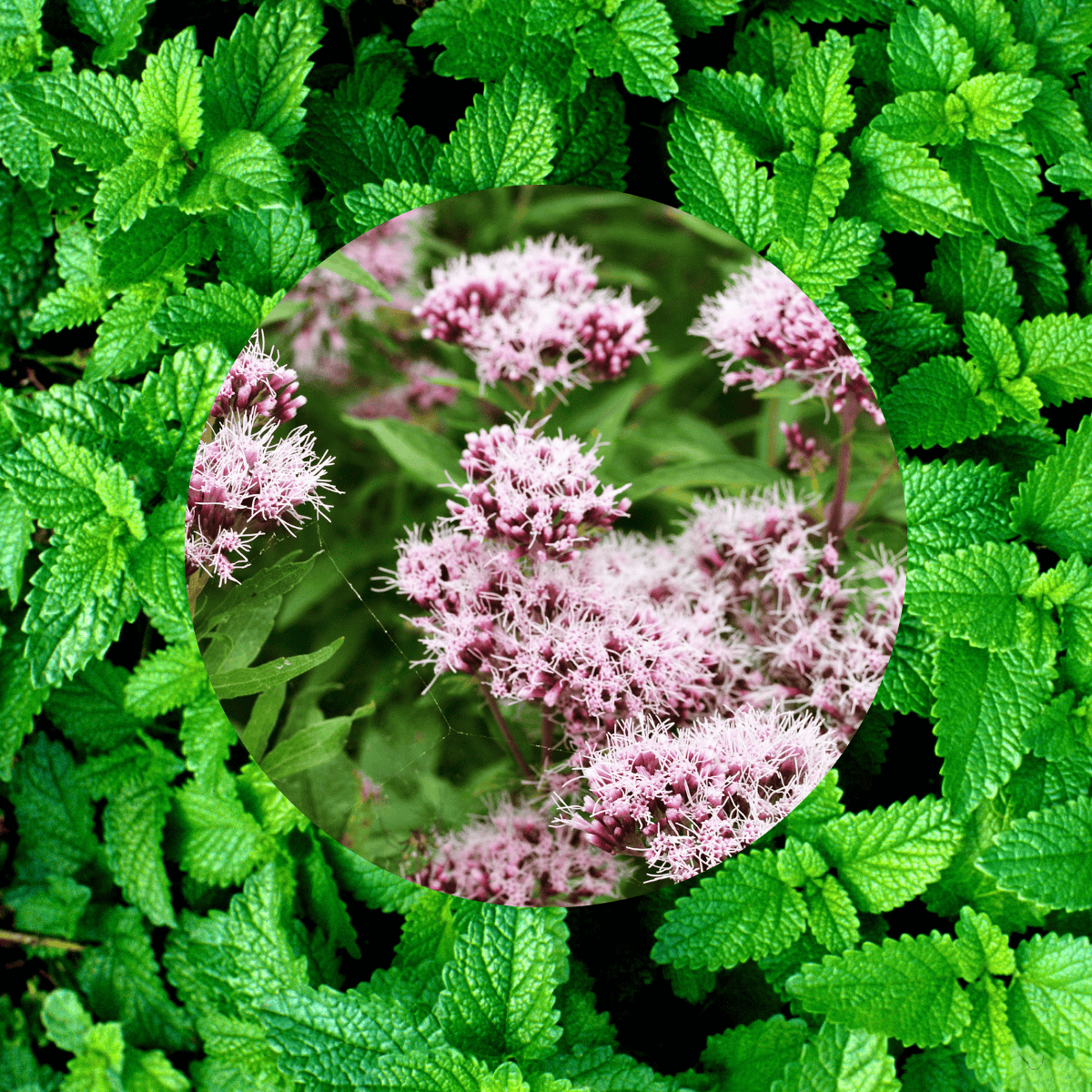 Deep Sleep – Original Swiss Aromatics