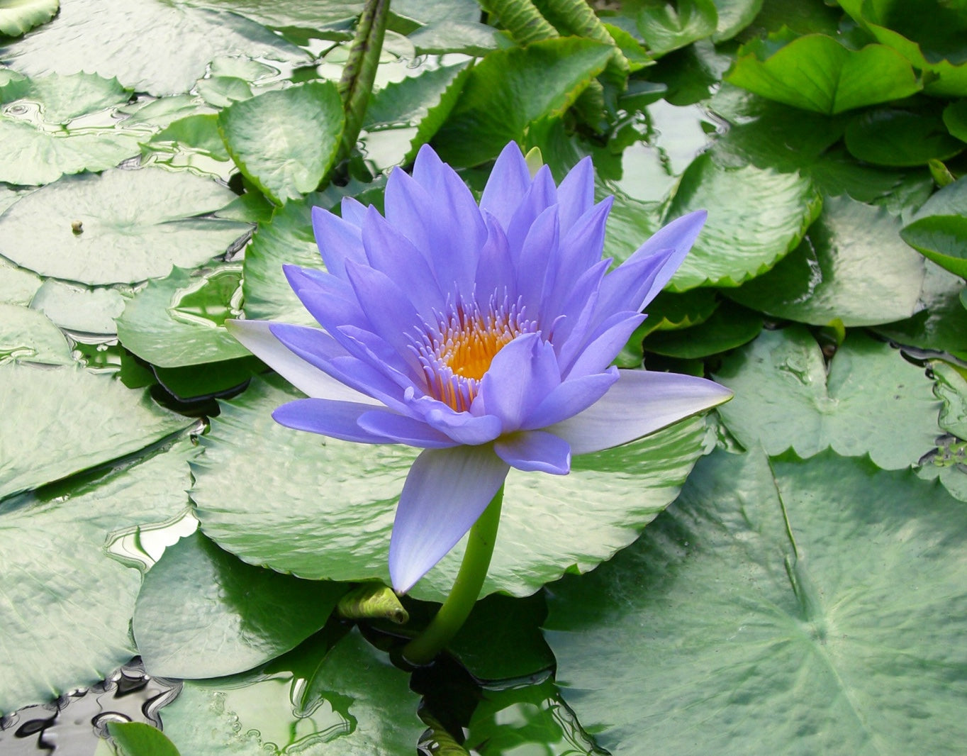 Blue Lotus Wax – Original Swiss Aromatics